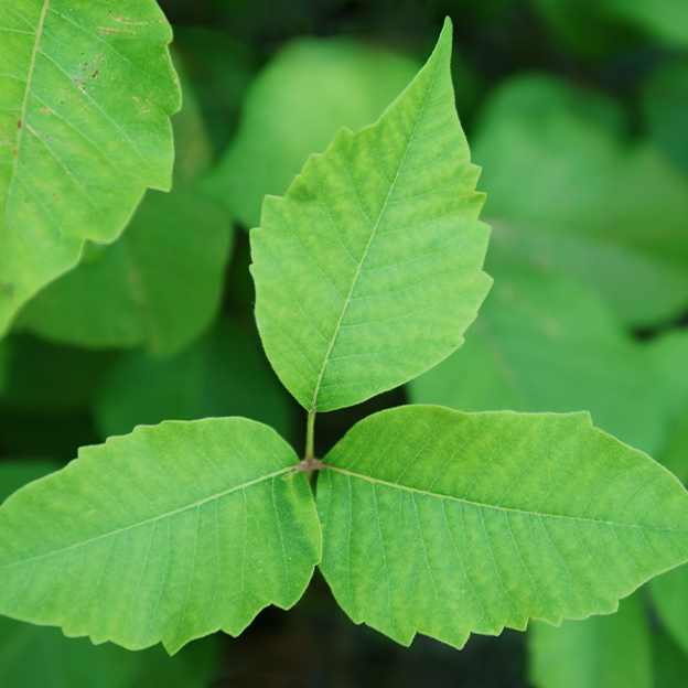 Tout savoir sur l'herbe à puce | Brunet